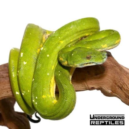 Underground Reptiles - Exotic Reptiles, Amphibians, Lizards and Mammals