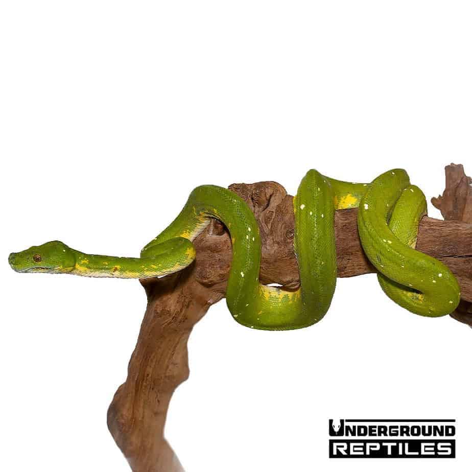 Adult Biak Green Tree Python - Underground Reptiles
