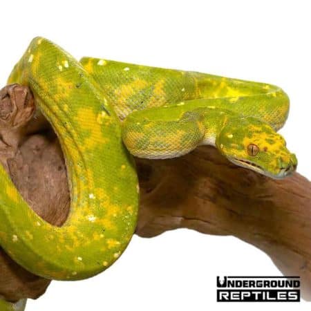 Adult Biak Green Tree Python - Underground Reptiles