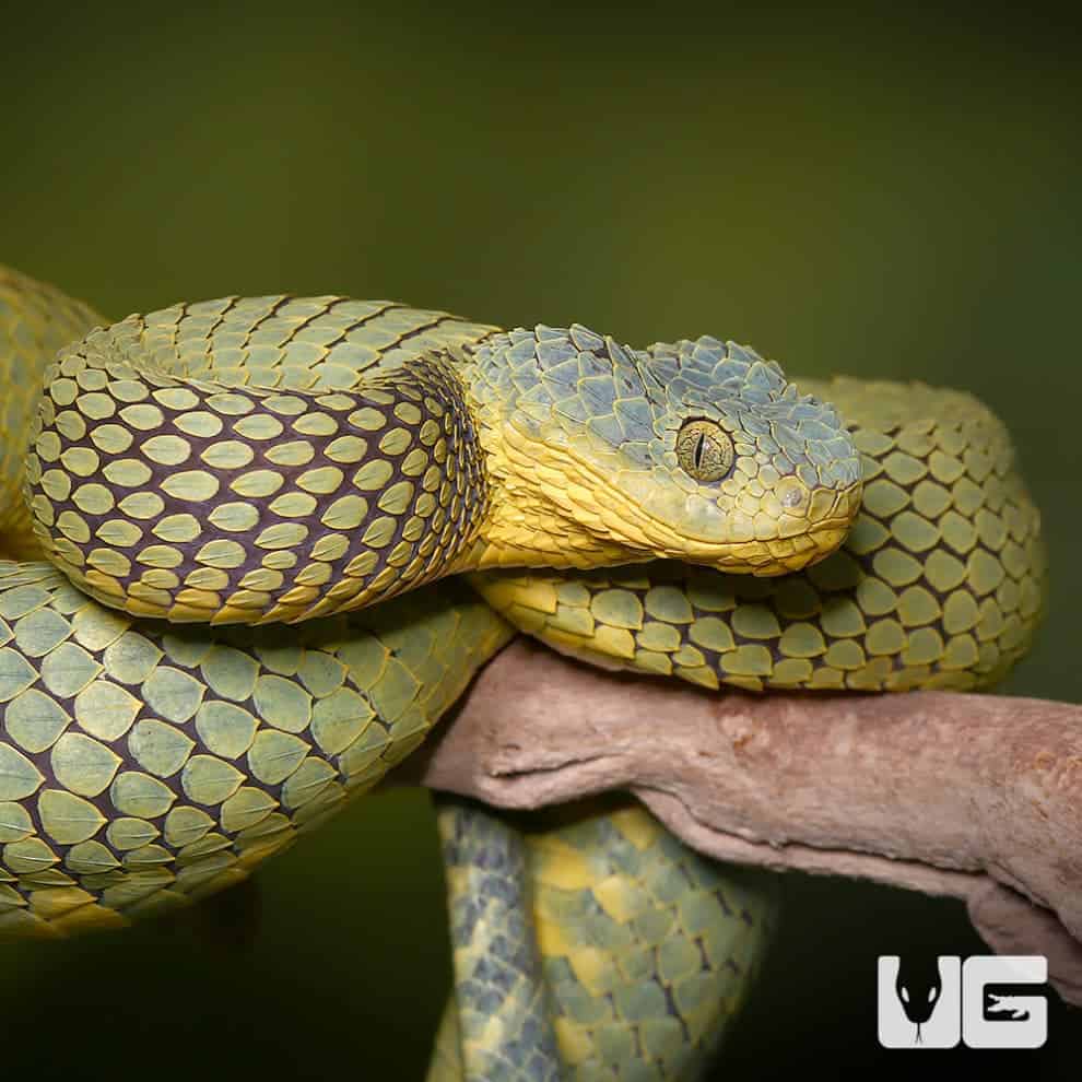 Adult Female Blue Crown Green Squamigera Bush Viper (Atheris squamigera ...