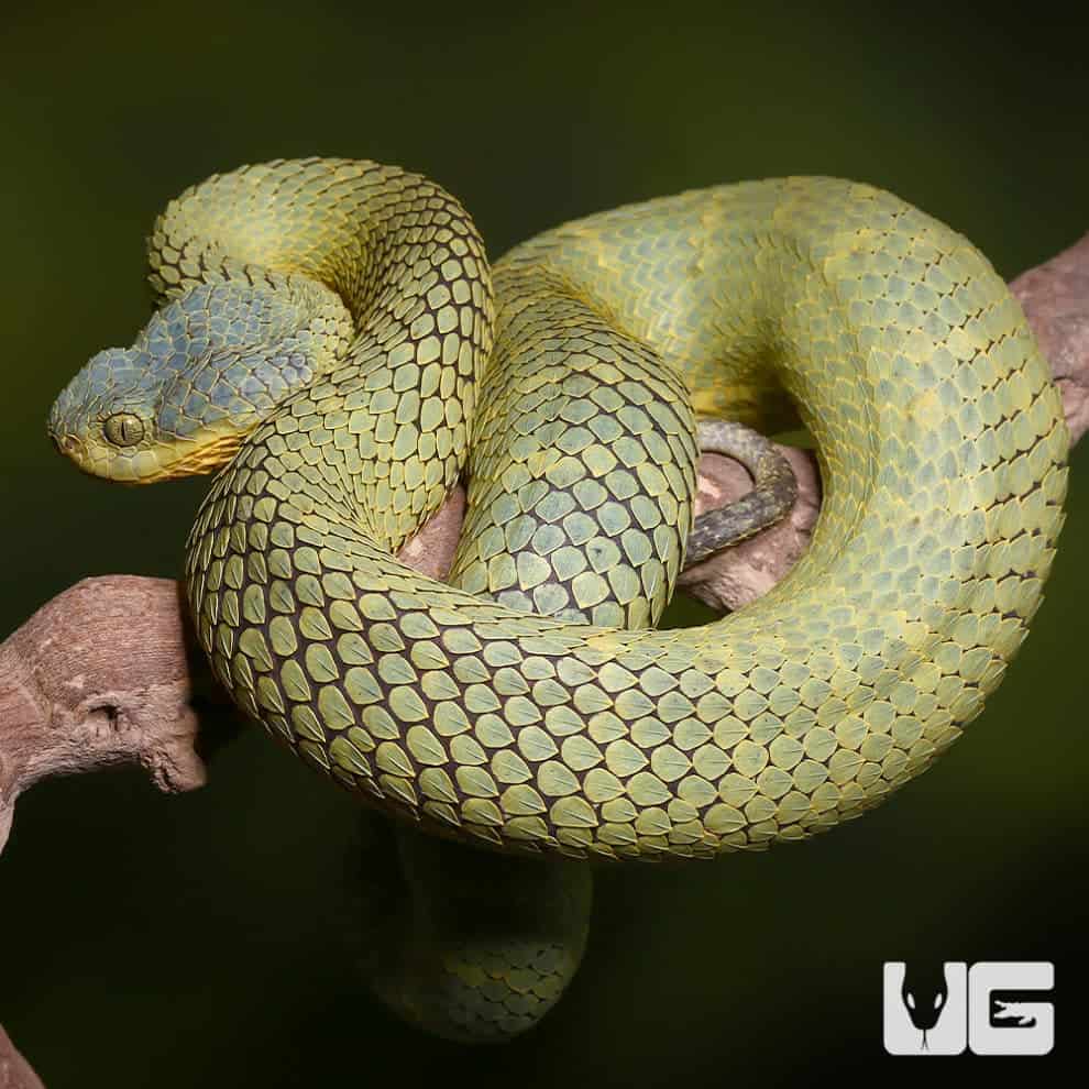 Adult Female Blue Crown Green Squamigera Bush Viper (Atheris squamigera ...