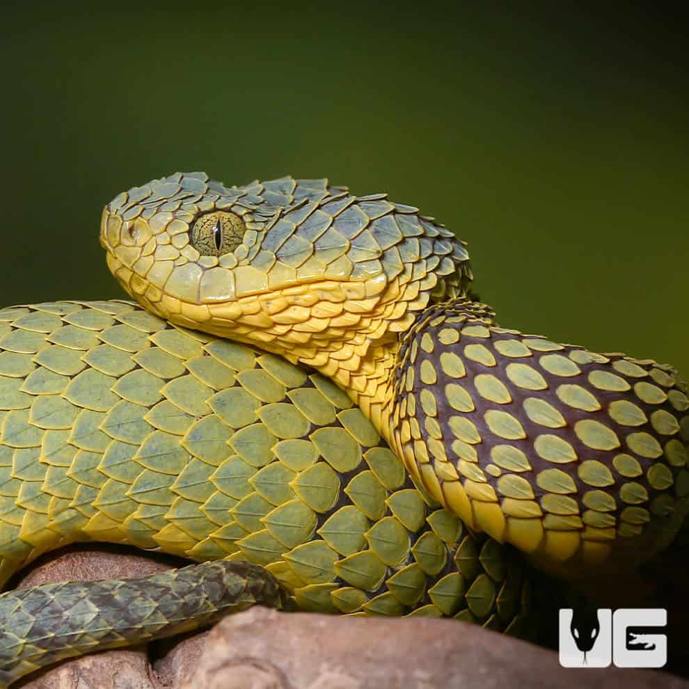 Adult Female Blue Crown Green Squamigera Bush Viper (Atheris squamigera ...