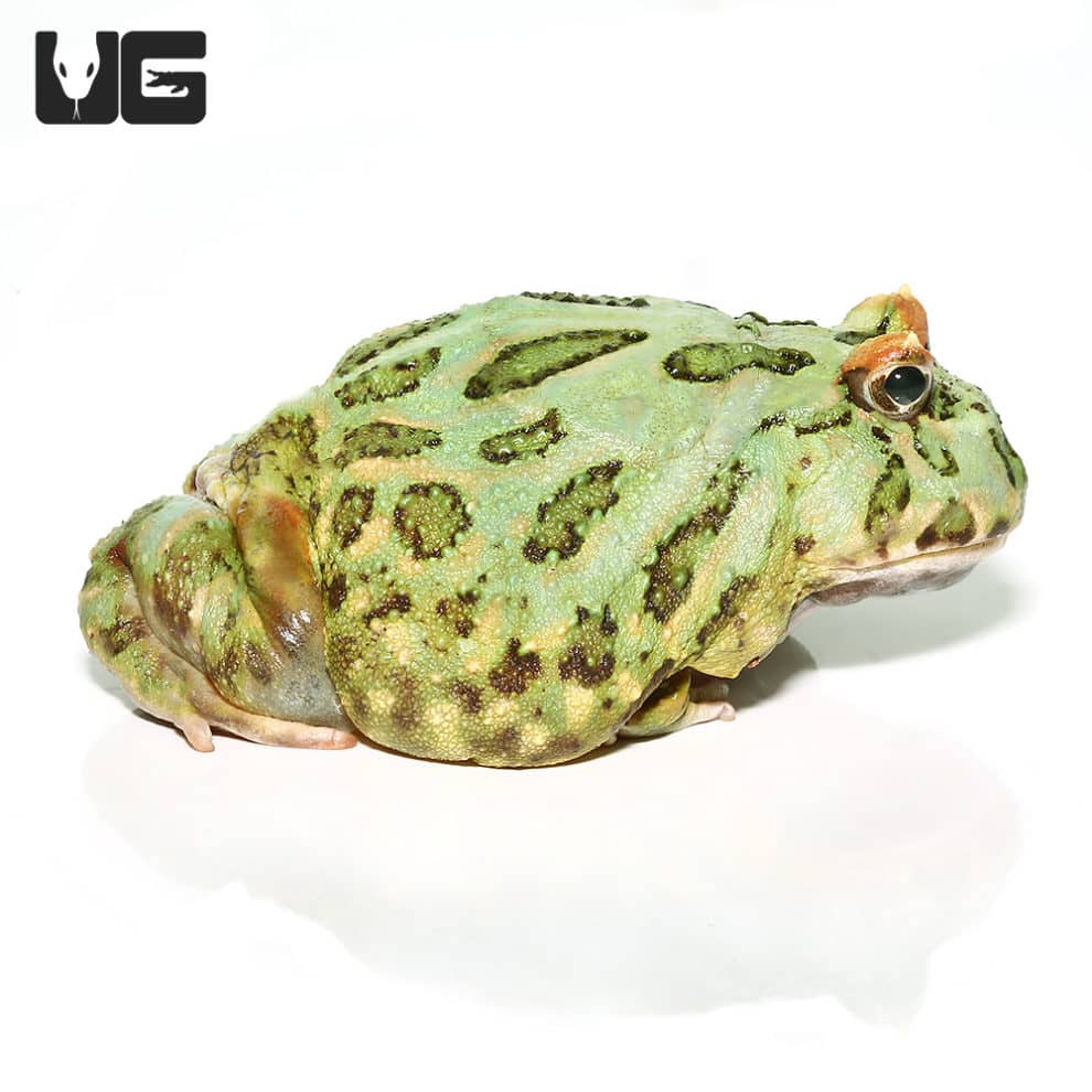 Adult Peppermint Pacman Frogs For Sale - Underground Reptiles