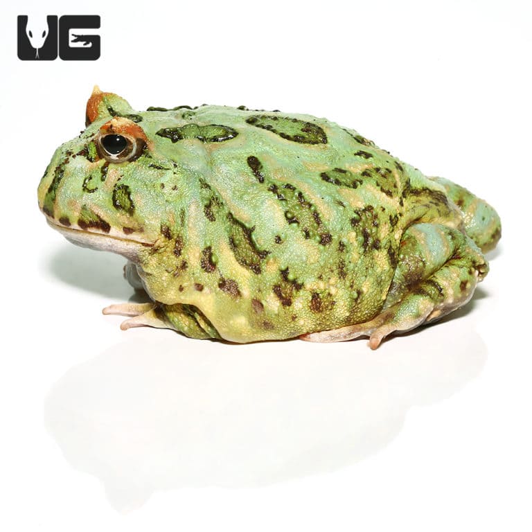 Adult Peppermint Pacman Frogs For Sale - Underground Reptiles