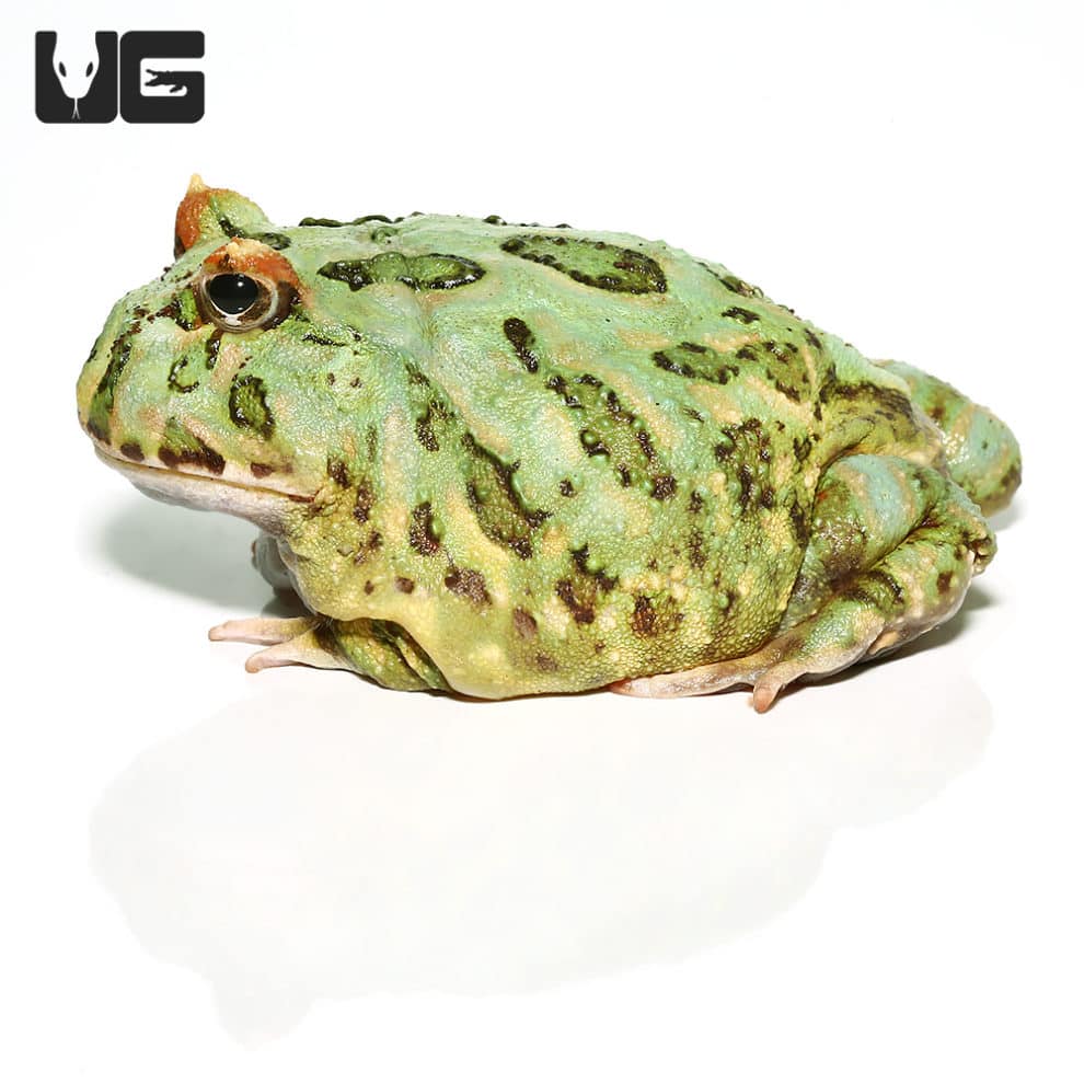 Adult Peppermint Pacman Frogs For Sale - Underground Reptiles