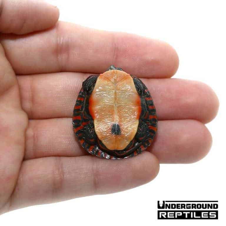 Baby Eastern Painted Turtles For Sale - Underground Reptiles