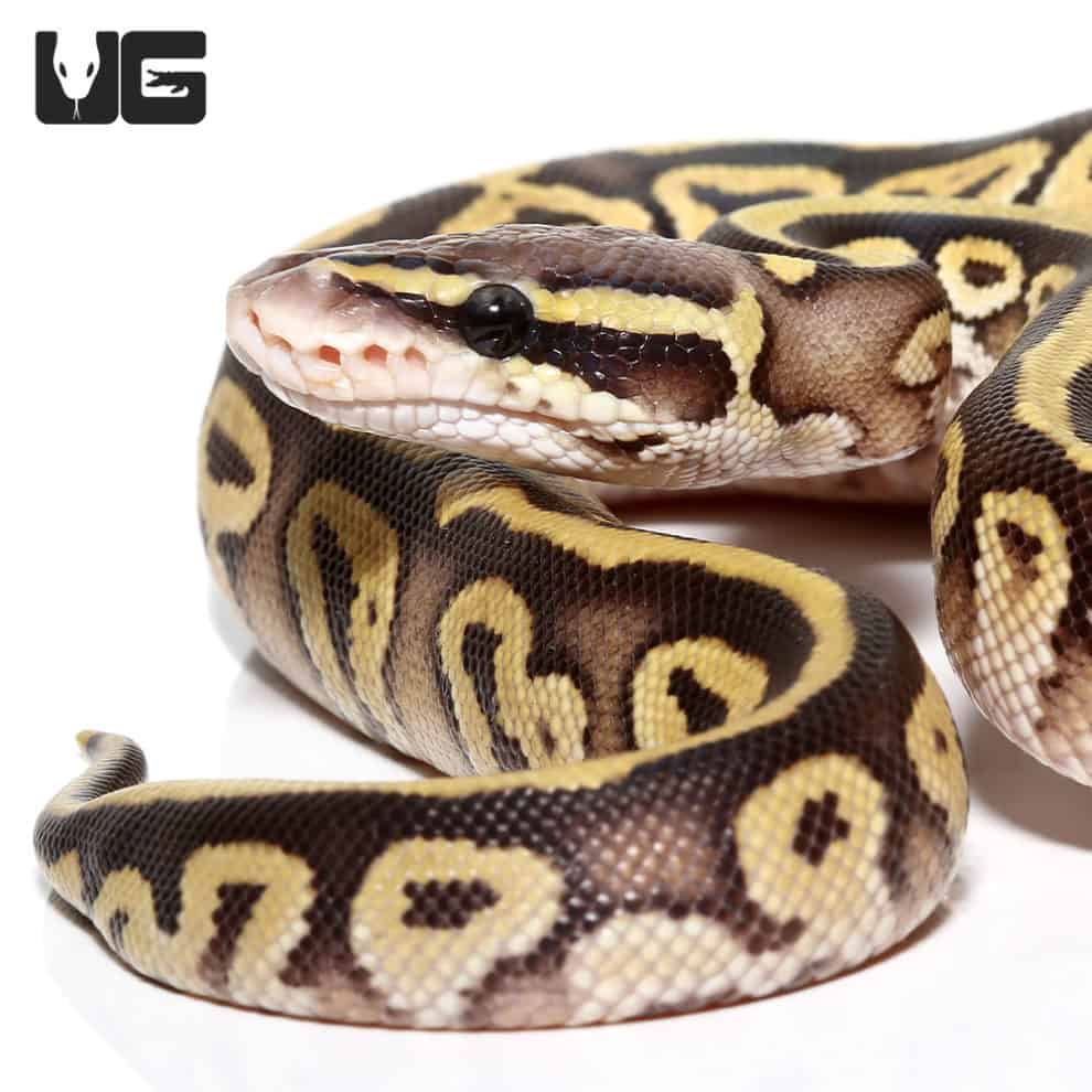 Baby Ball Pythons For Sale - Underground Reptiles