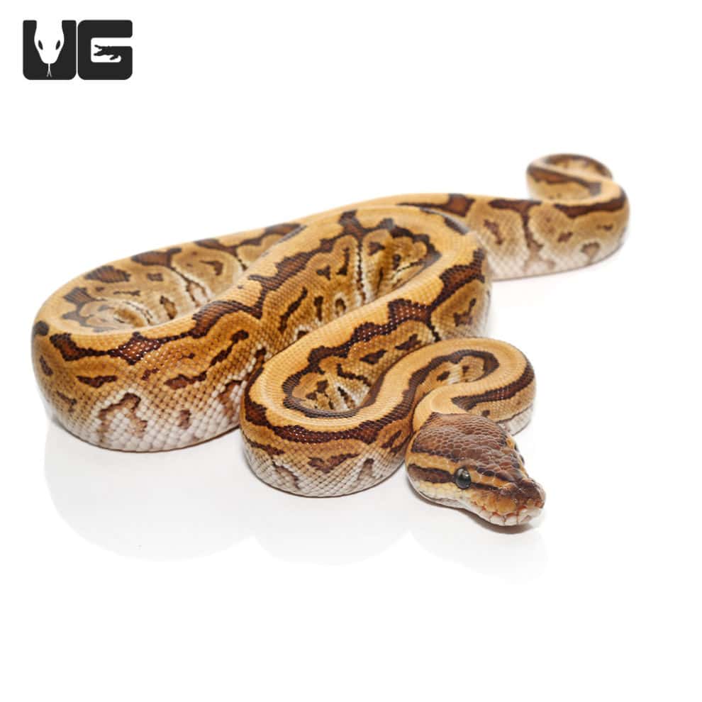 Baby Ball Pythons For Sale - Underground Reptiles