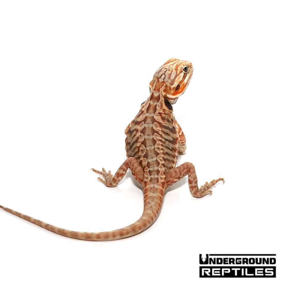 Baby Blue Bar Silky Bearded Dragons For Sale - Underground Reptiles
