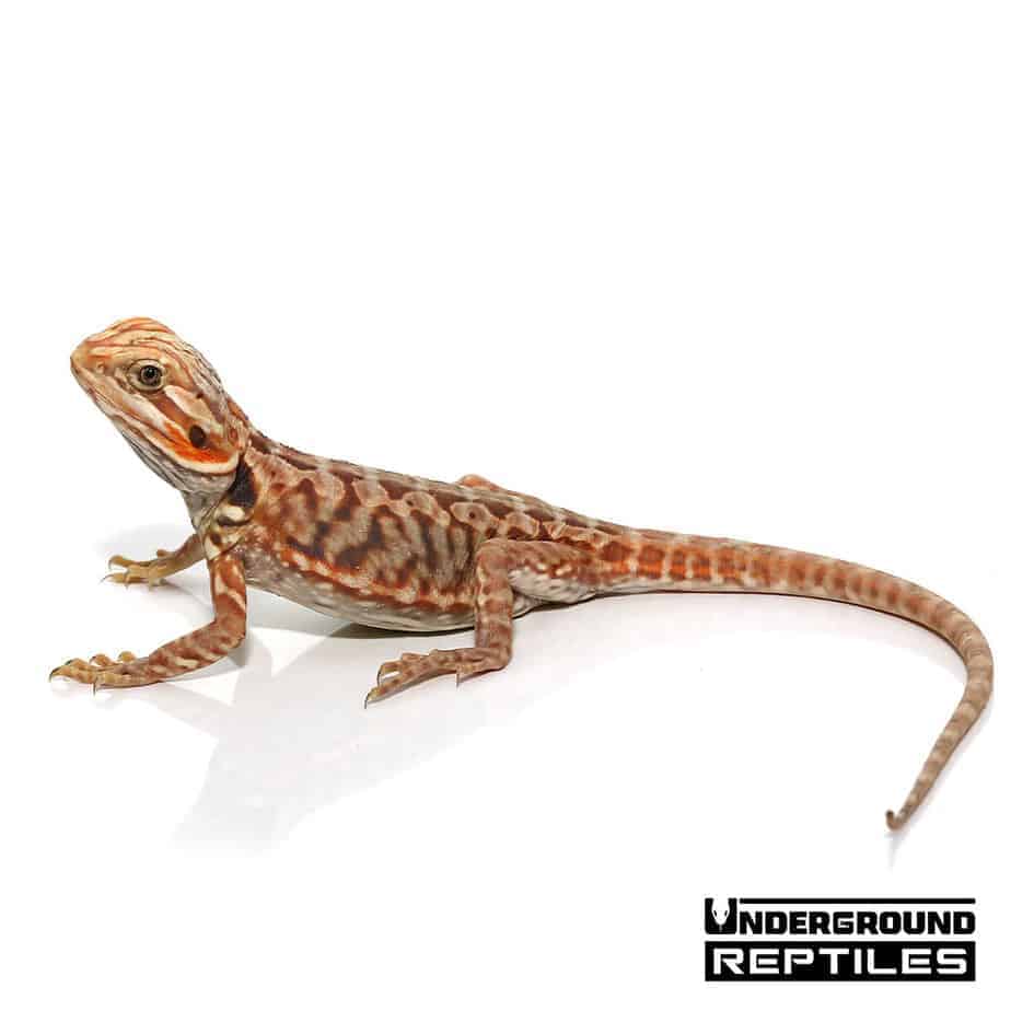Baby Blue Bar Silky Bearded Dragons For Sale - Underground Reptiles