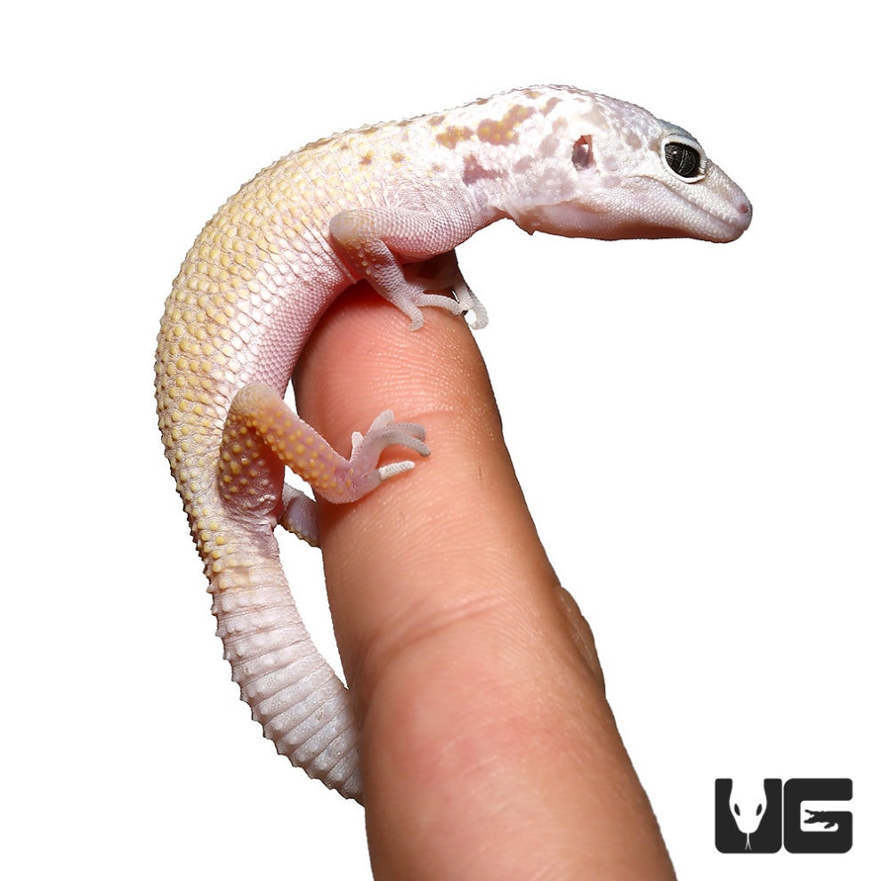 Leopard Geckos For Sale - Underground Reptiles