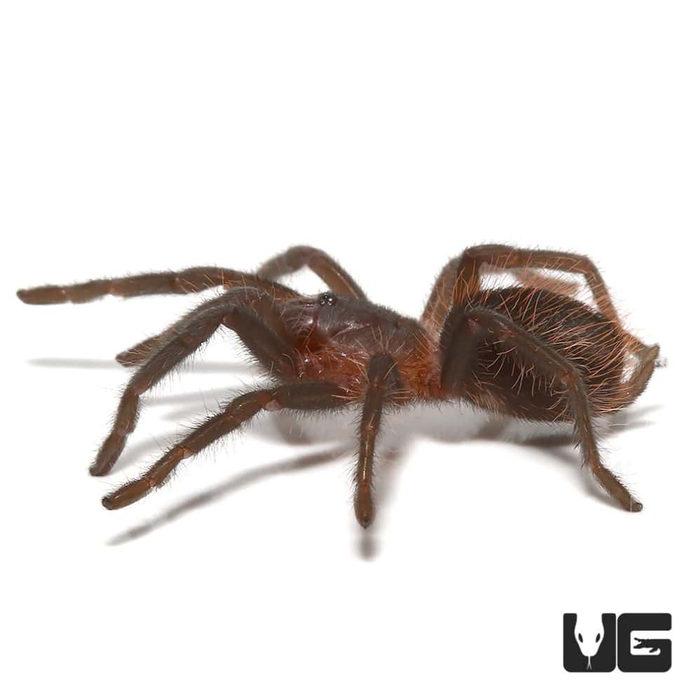 Veracruz Red Rump Tarantula (Tlitocatl kahlenbergi) For Sale ...