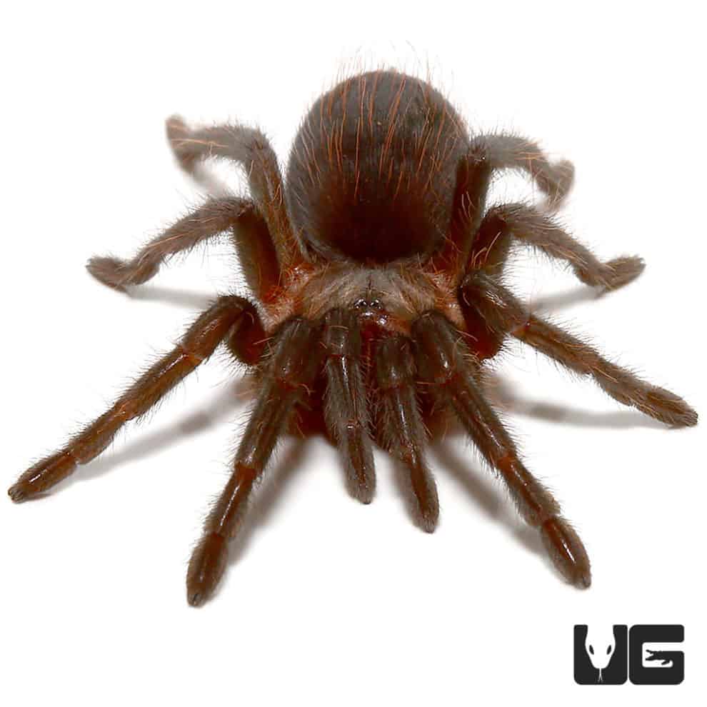 Veracruz Red Rump Tarantula (Tlitocatl kahlenbergi) For Sale ...