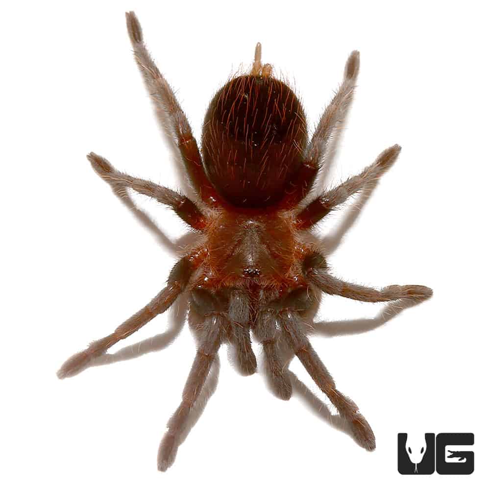 Veracruz Red Rump Tarantula (Tlitocatl kahlenbergi) For Sale ...