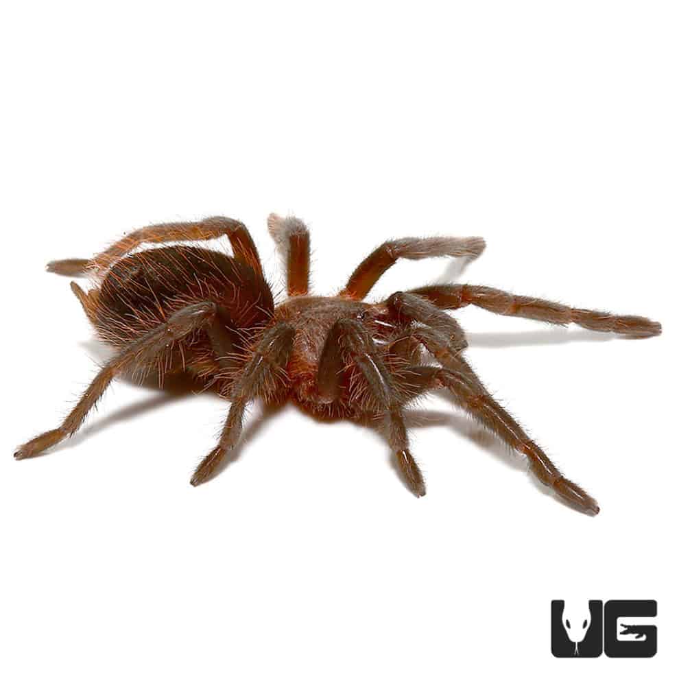 Veracruz Red Rump Tarantula (Tlitocatl kahlenbergi) For Sale ...