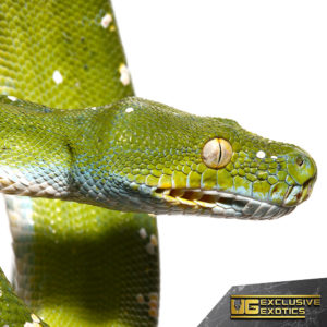 Green Tree Pythons For Sale - Underground Reptiles