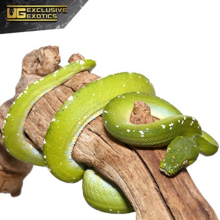 Adult Aru Green Tree Python for sale - Underground Reptiles