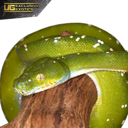 Adult Aru Green Tree Pythons (Morelia viridis) For Sale - Underground ...