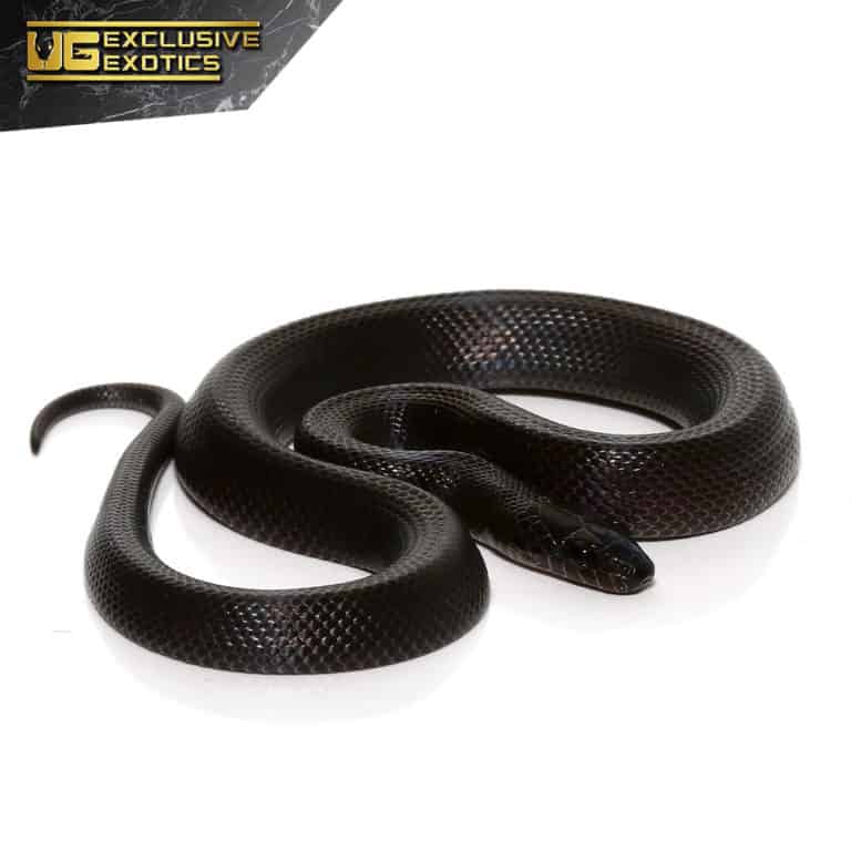Baby African House Snakes For Sale - Underground Reptiles