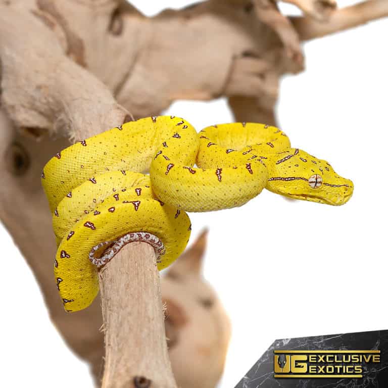 Baby Merauke x Jayapura x Biak Green Tree Pythons For Sale ...