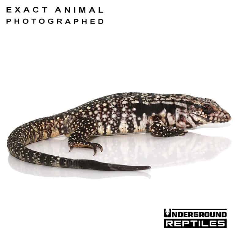 Baby Blue Tegus For Sale - Underground Reptiles