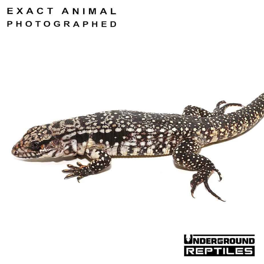 Baby Blue Tegus For Sale - Underground Reptiles