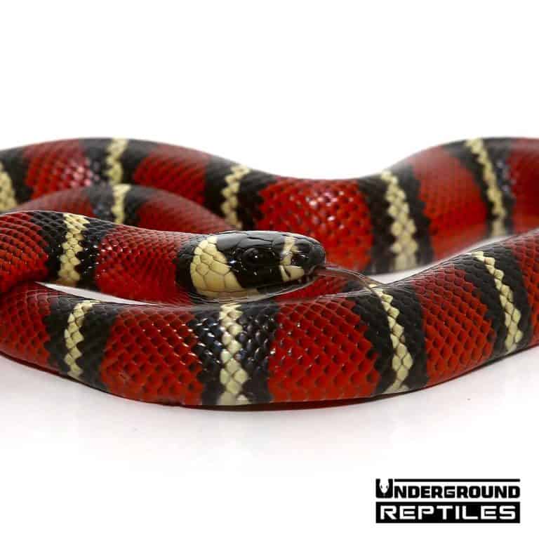 Baby Andean Milksnakes for sale - Underground Reptiles