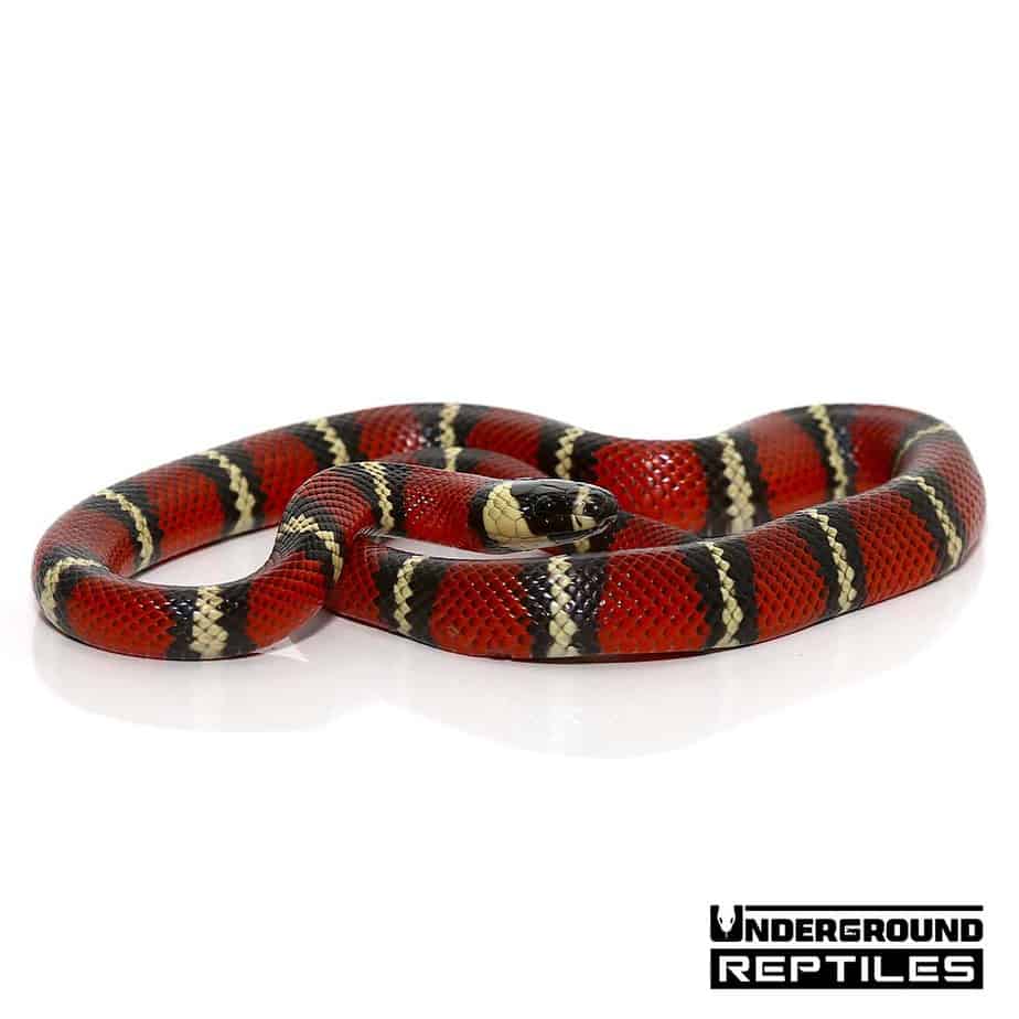 Baby Andean Milksnakes for sale - Underground Reptiles