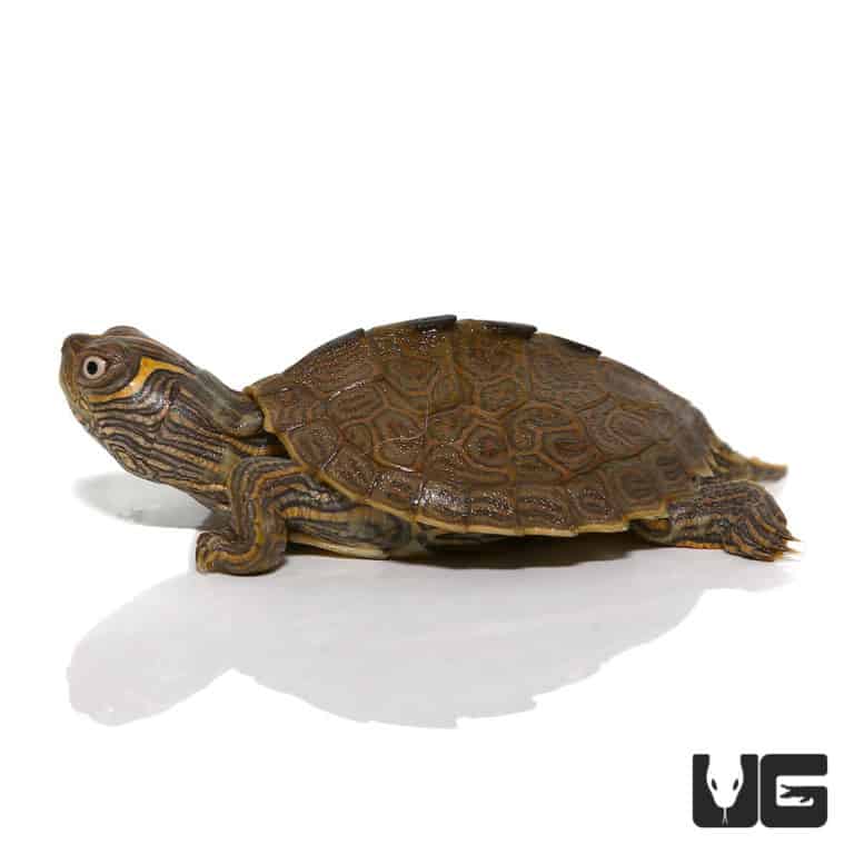 Baby High Orange Mississippi Map Turtles For Sale - Underground Reptiles