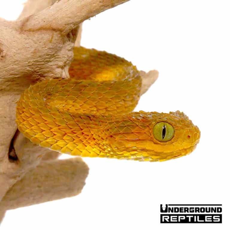 Baby Orange Squamigera Bush Vipers for sale - Underground Reptiles
