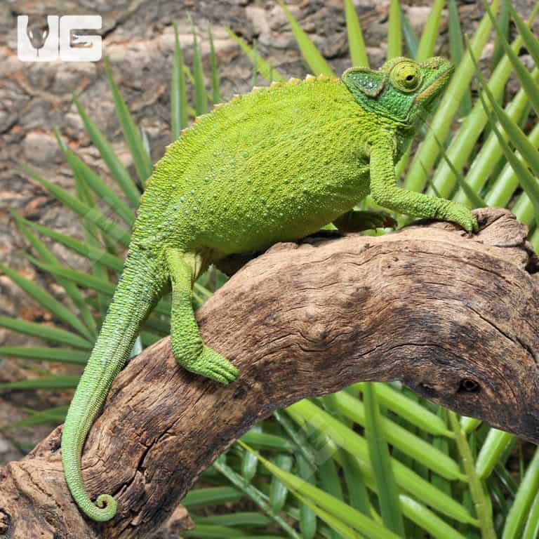 Jumbo Jacksons Chameleons for sale - Underground Reptiles