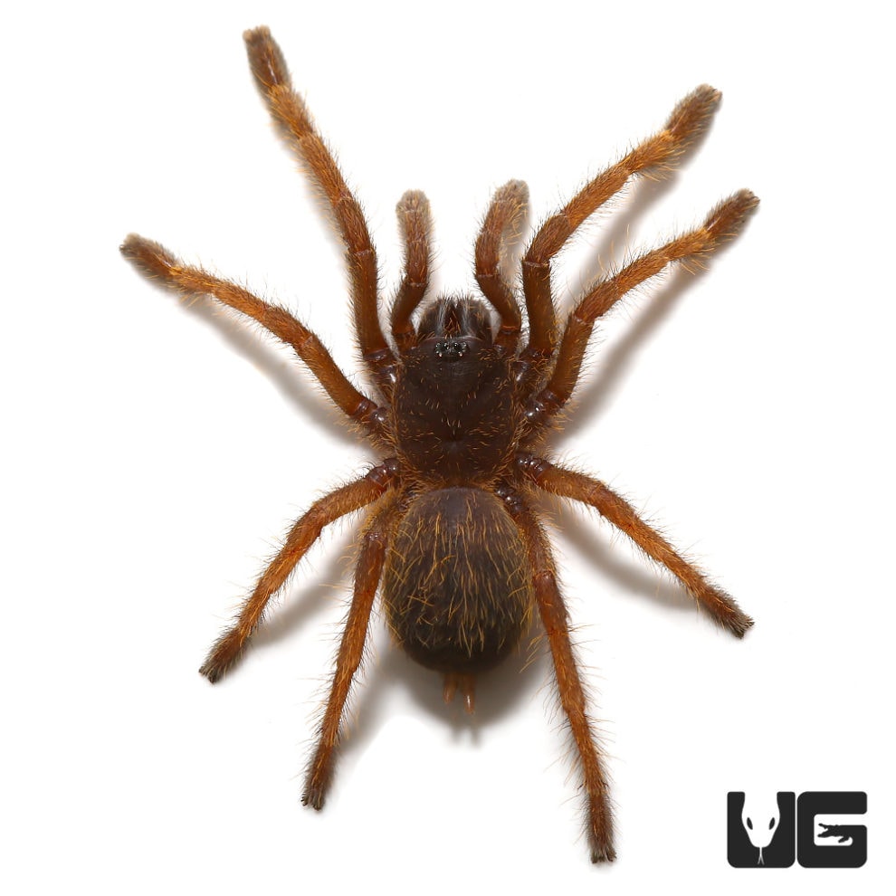 Tarantulas & Spiders For Sale - Underground Reptiles