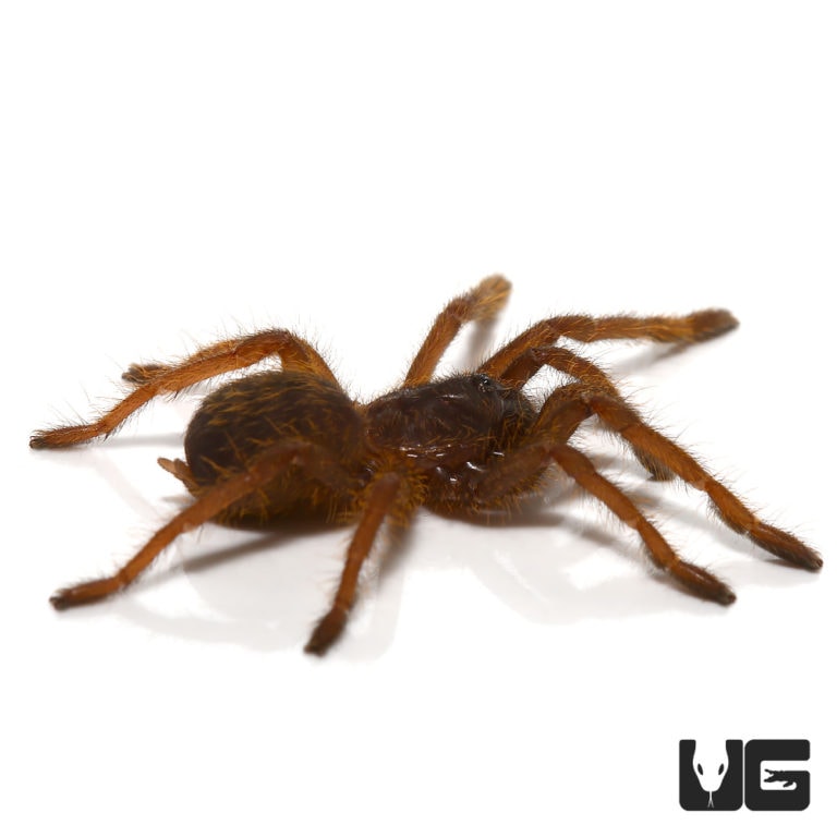 Chinese Bird Spider For Sale - Underground Reptiles