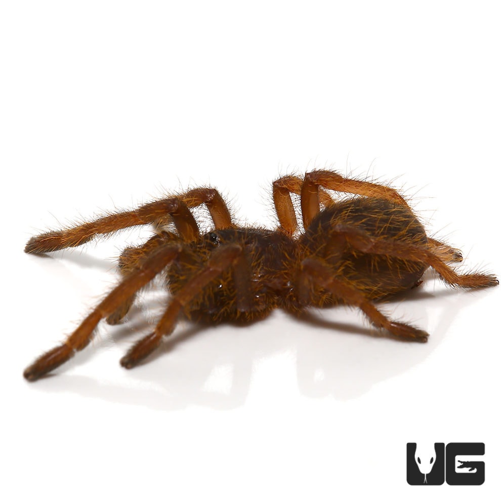 Chinese Bird Spider For Sale - Underground Reptiles