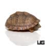 Yearling Razorback Musk Turtles For Sale - Underground Reptiles