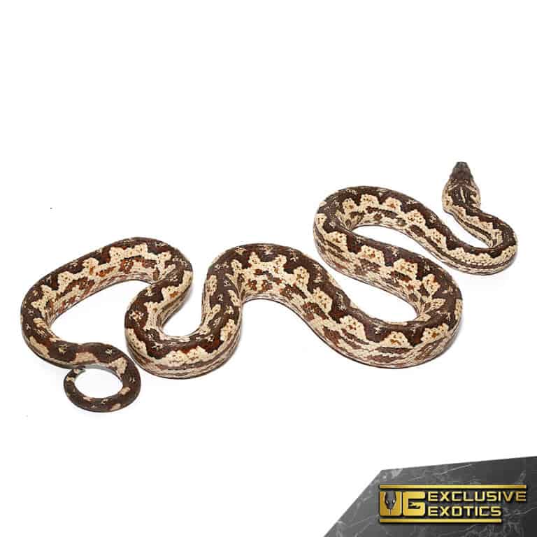 Boas For Sale - Underground Reptiles