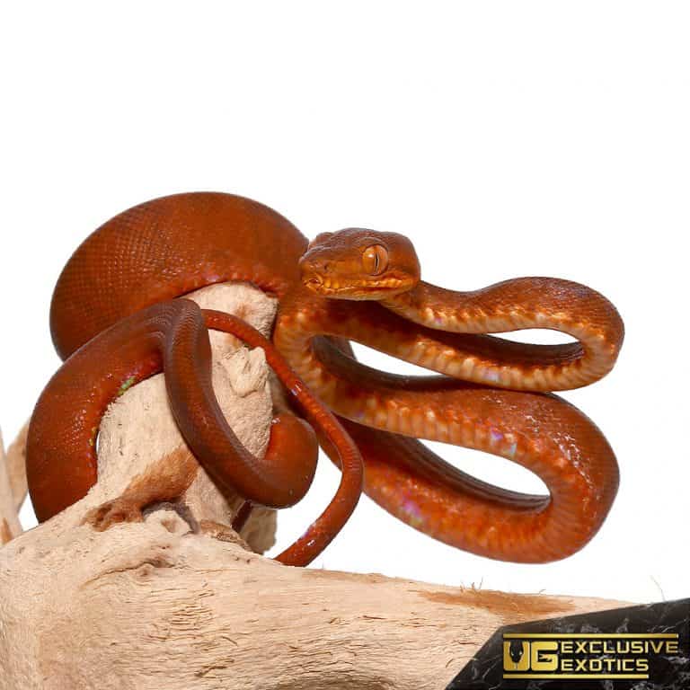 Colored Amazon Tree Boas For Sale - Underground Reptiles
