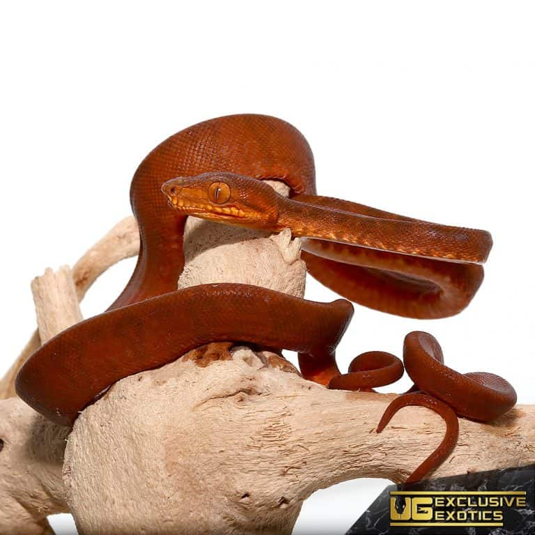 Colored Amazon Tree Boas For Sale - Underground Reptiles