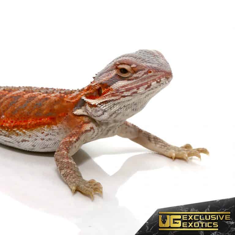 Baby Hypo Flame Bearded Dragon For Sale - Underground Reptiles