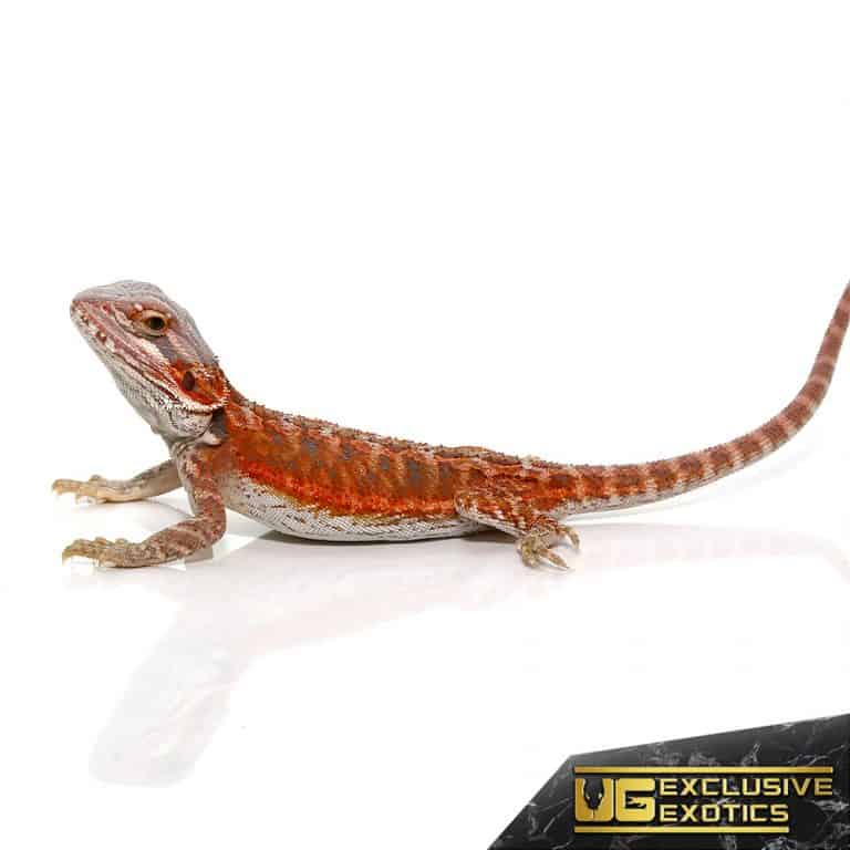 Baby Hypo Flame Bearded Dragon For Sale - Underground Reptiles