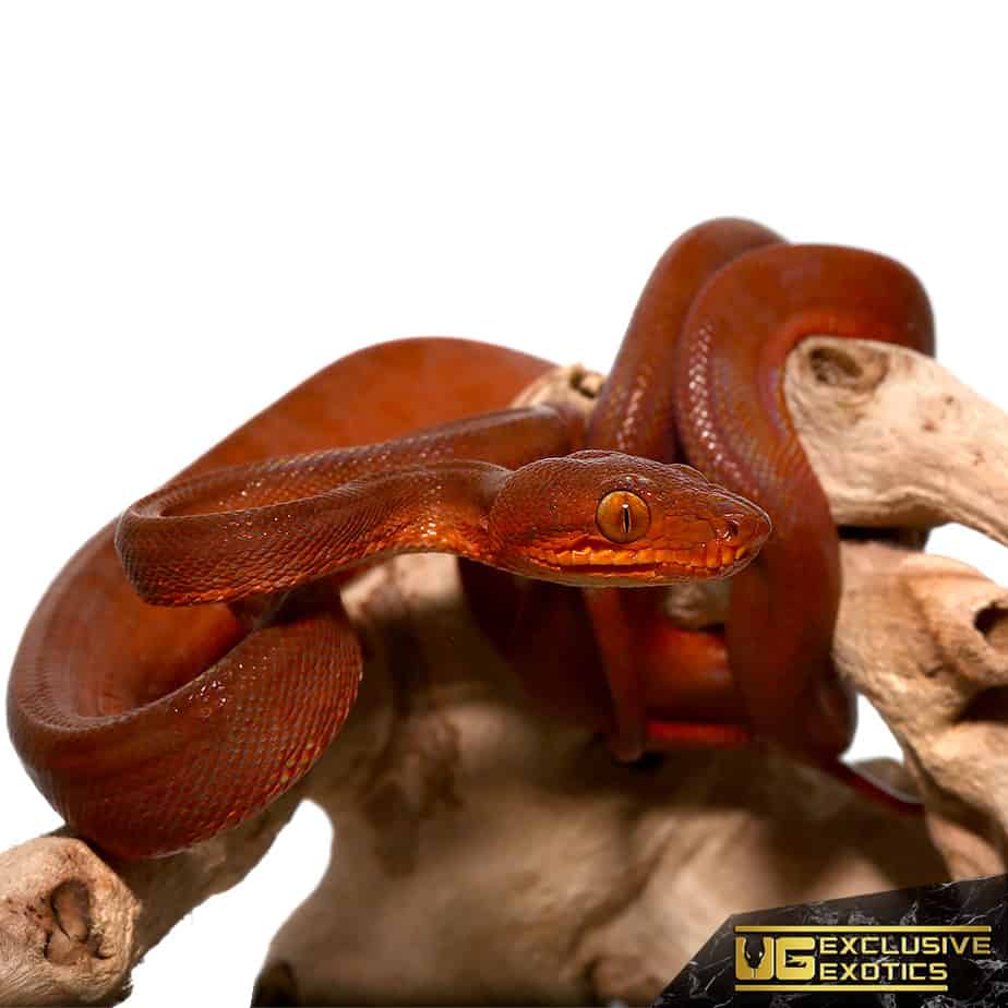 Colored Amazon Tree Boas For Sale - Underground Reptiles