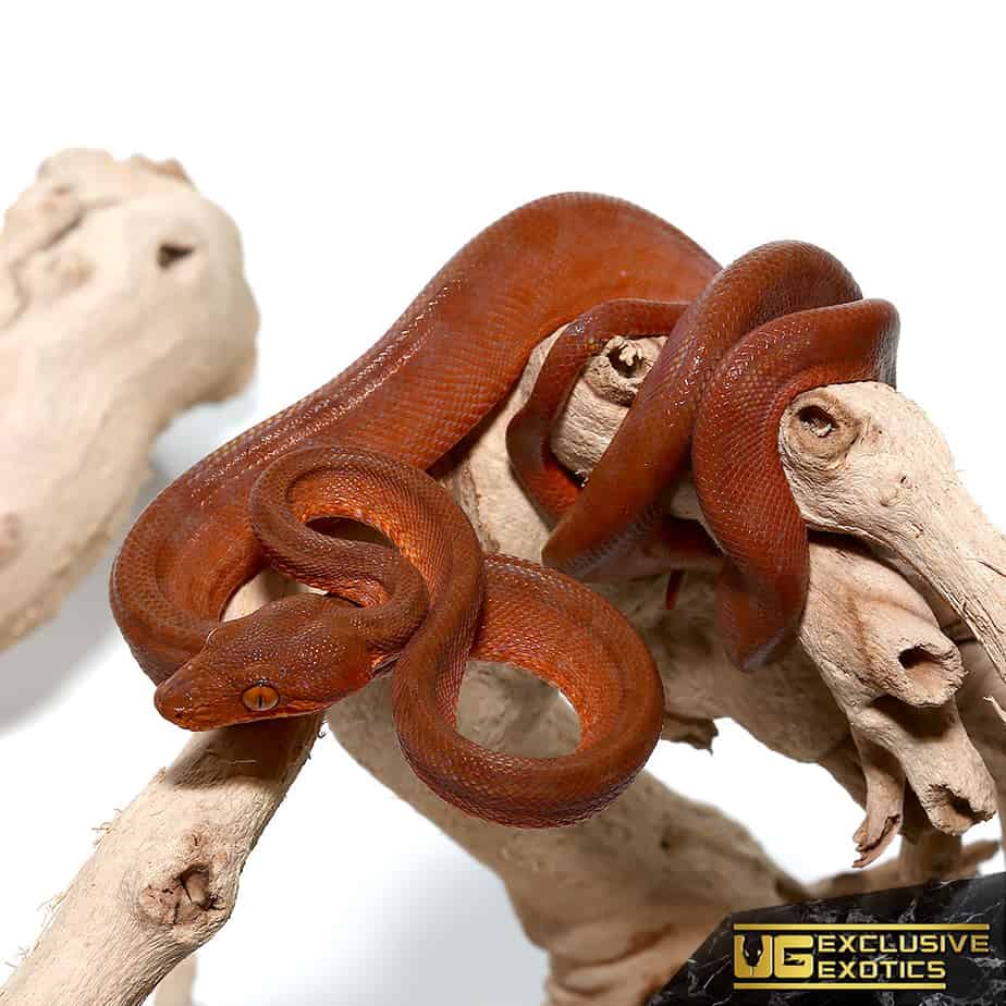 Colored Amazon Tree Boas For Sale - Underground Reptiles