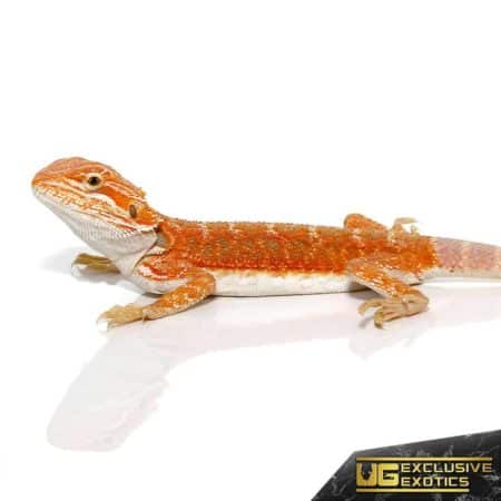Baby Hypo Flame Bearded Dragons For Sale - Underground Reptiles