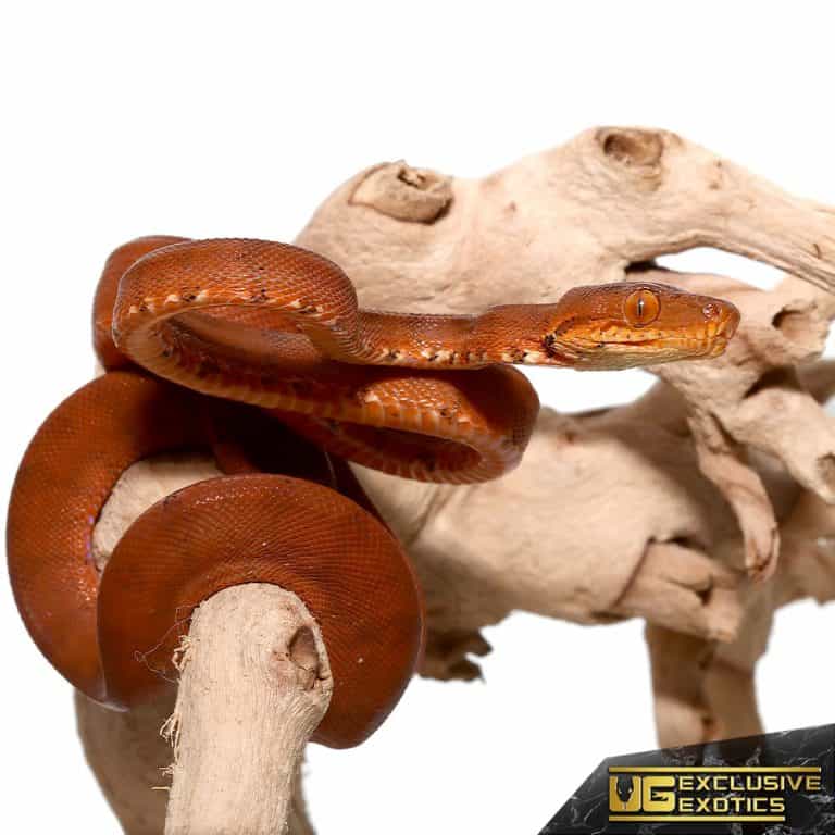 Boas For Sale - Underground Reptiles