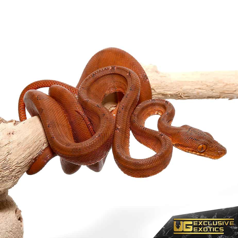 Boas For Sale - Underground Reptiles