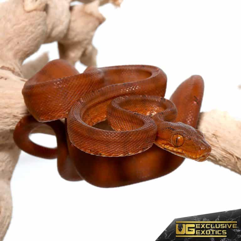 Colored Amazon Tree Boas (Corallus hortulanus) For Sale - Underground ...