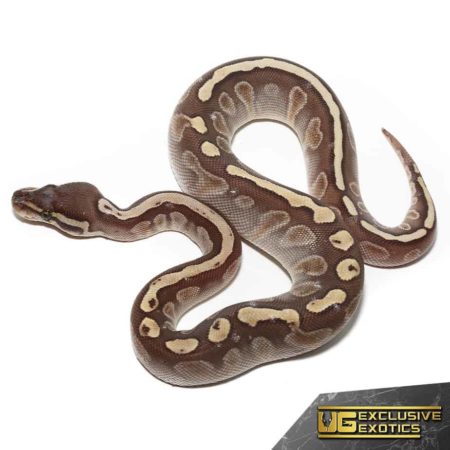 Baby Butter GHI Ball Pythons For Sale - Underground Reptiles