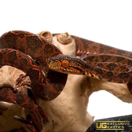 Baby Halloween Phase Amazon Tree Boas For Sale - Underground Reptiles