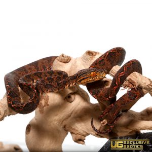 Baby Halloween Phase Amazon Tree Boas For Sale - Underground Reptiles