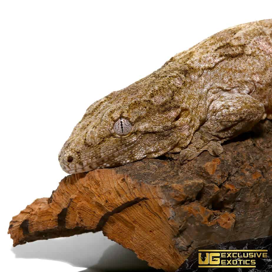 Leachianus Geckos (Rhacodactylus leachianus) For Sale - Underground ...